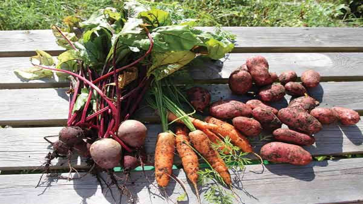 9 Vegetable Peels That Treat Your Skin Well In Summer - Boldsky.com