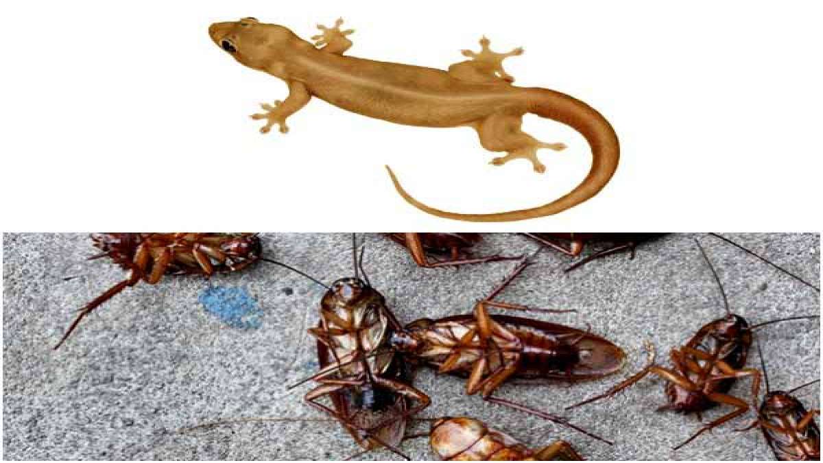 10 Best Ways To Get Rid Of Lizards And Cockroaches - Boldsky.com