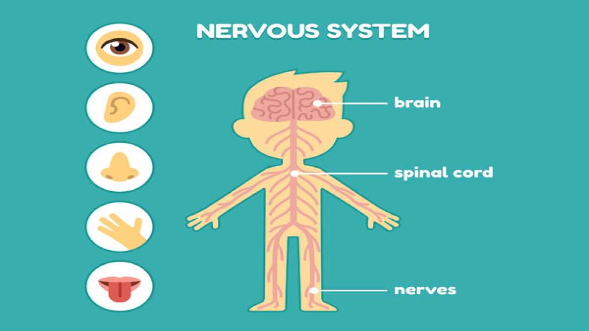 11 Foods That Are Good For A Healthy Nervous System - Boldsky.com