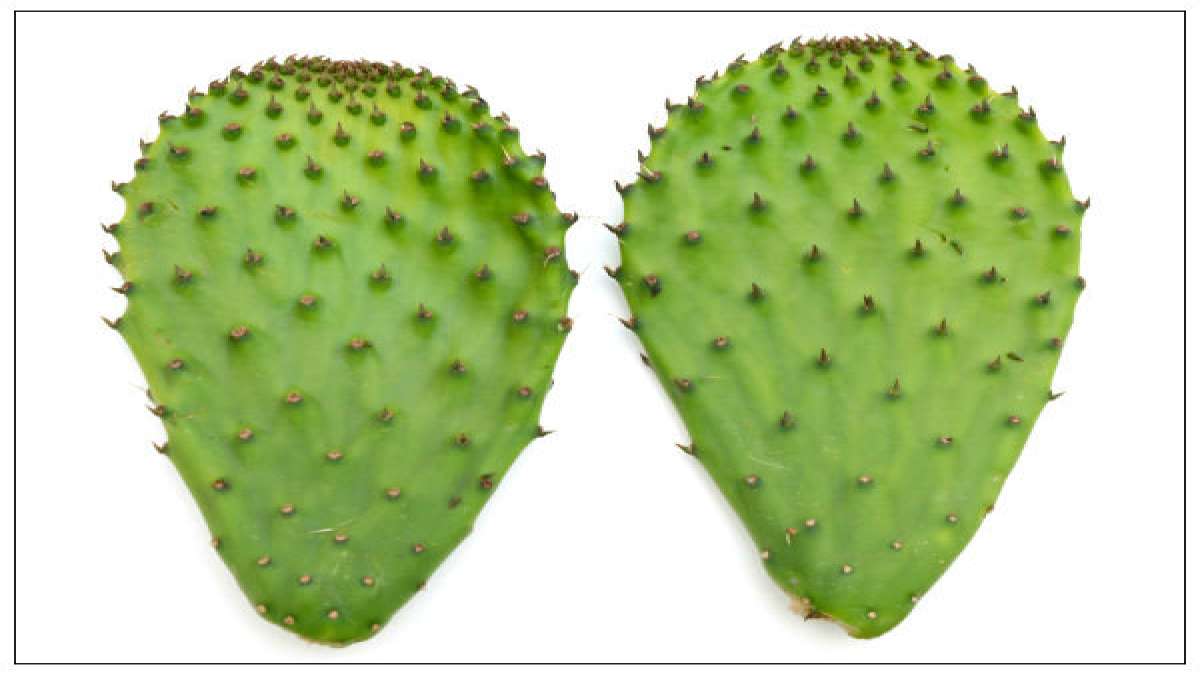 Benefits Of Eating Cactus Leaf - Boldsky.com