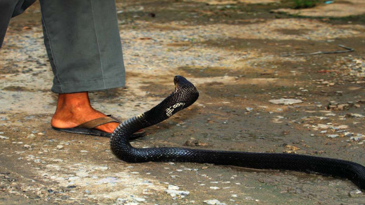 Folk Remedies For Snake Bite - Boldsky.com