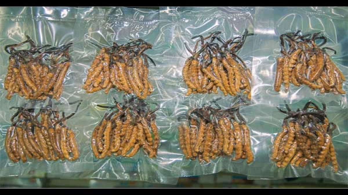 Yarsagumba: The Viagra Drug That Is Found Only In The Himalayas ...