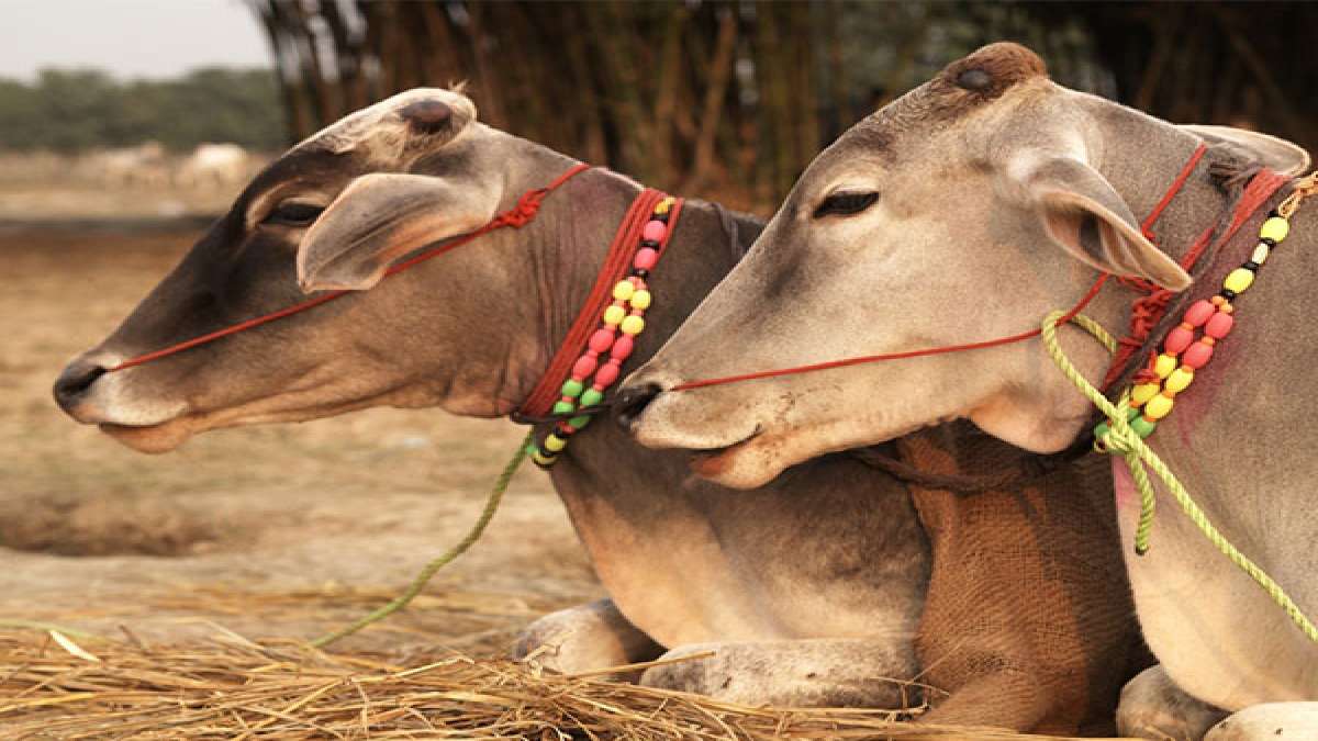 Why Indians Drink Cow Urine? Health Benefits Of Cow Urine - Boldsky.com