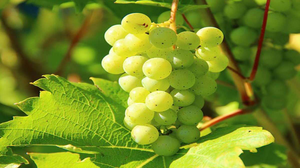 Homemade Grape Face Masks For Wrinkle Free Skin - Boldsky.com