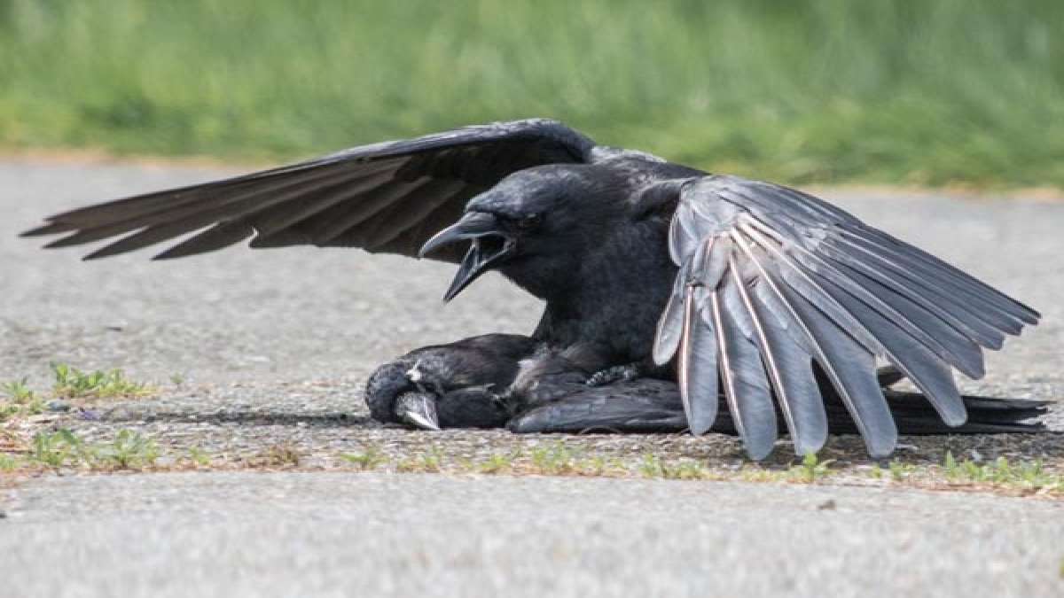 When Crows Were Recorded Having Sex With Dead Corpse - Boldsky.com