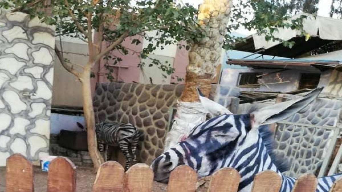 Zoo Visitors Noticed That Donkey Was Painted To Look Like A Zebra ...