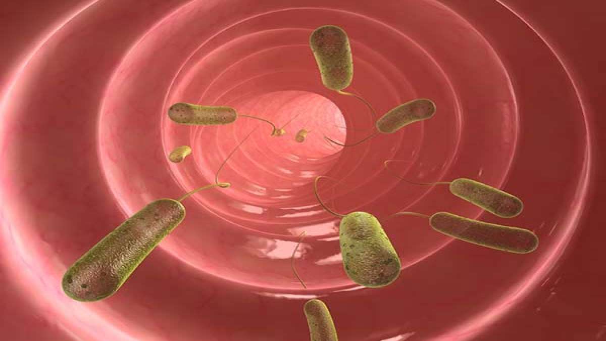 What Is Ascariasis: Symptoms, Causes, Diagnosis and Treatment - Boldsky.com