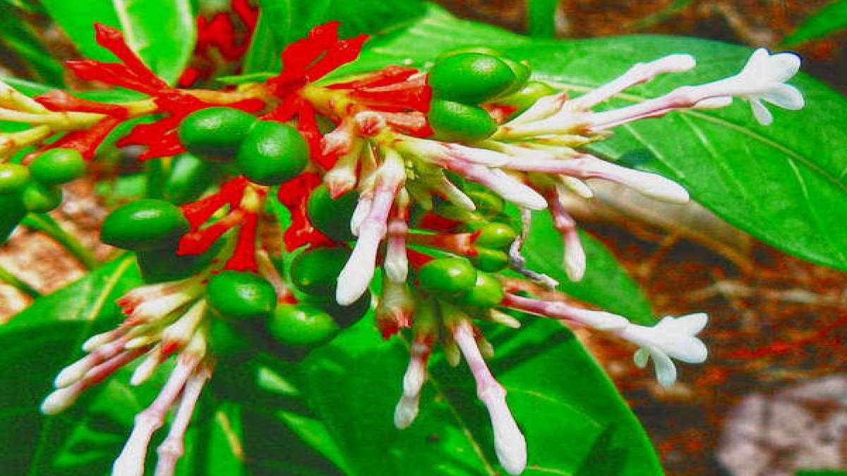 Health Benefits Of Rauwolfia serpentina - Boldsky.com