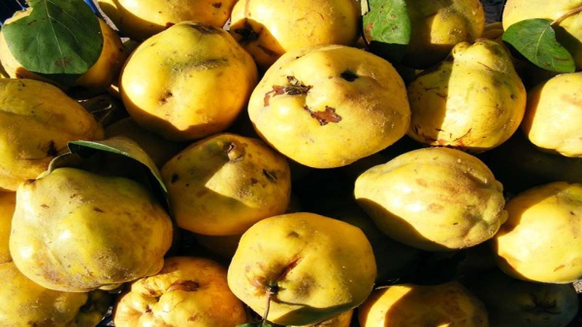 12 Incredible Health Benefits Of Quince, Nutrition And Recipes ...
