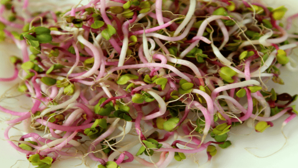 Sprouts: Types, Nutrition, Health Benefits & Risks - Boldsky.com