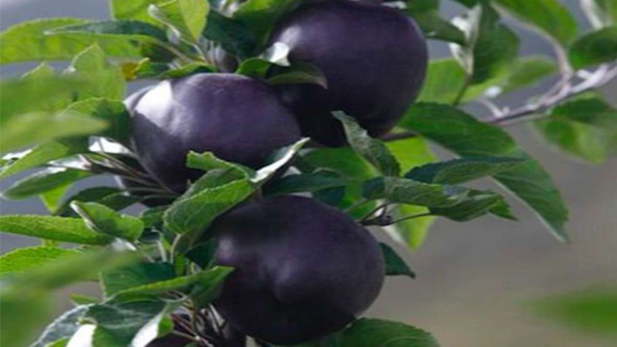 Everything About Black Diamond Apples - Boldsky.com
