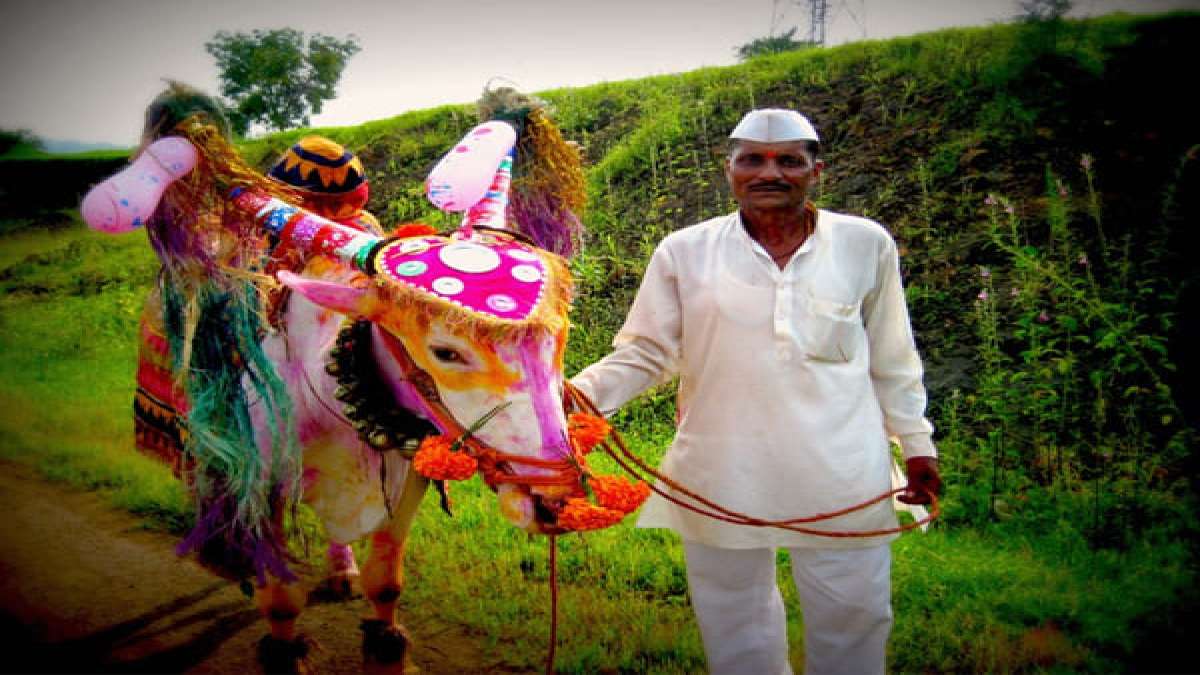 Bail Pola Festival 2021: Significance And How It Is Celebrated ...