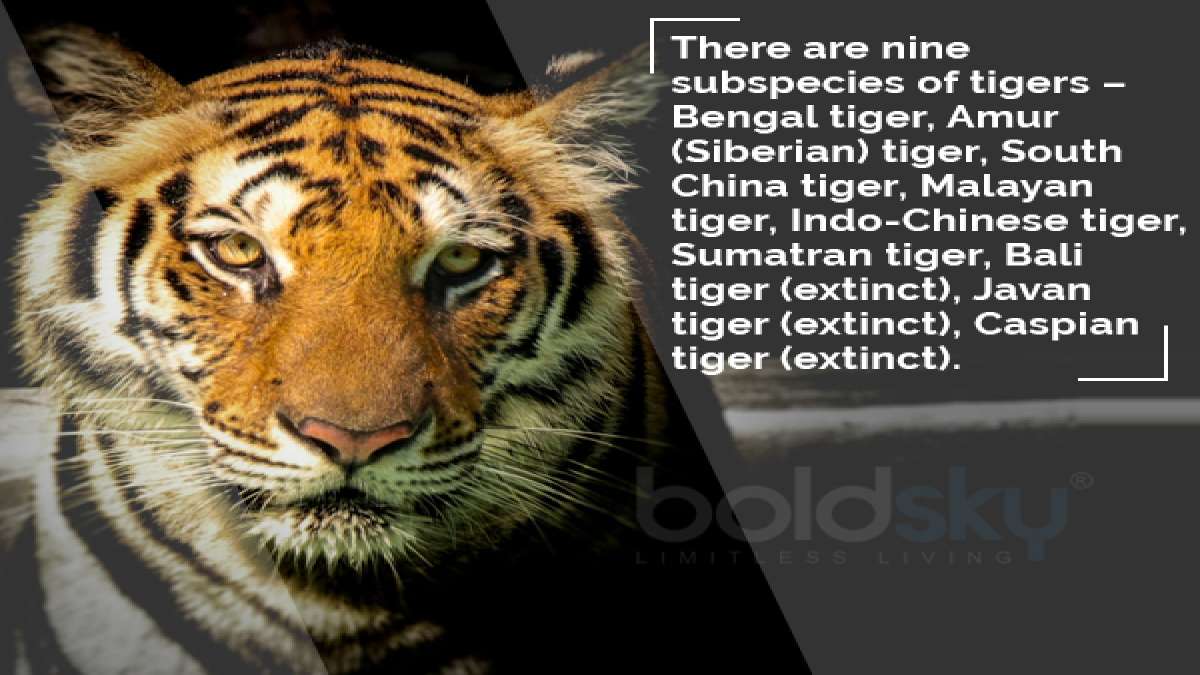 International Tiger Day 2021 : Facts That Will Inspire You To Protect ...
