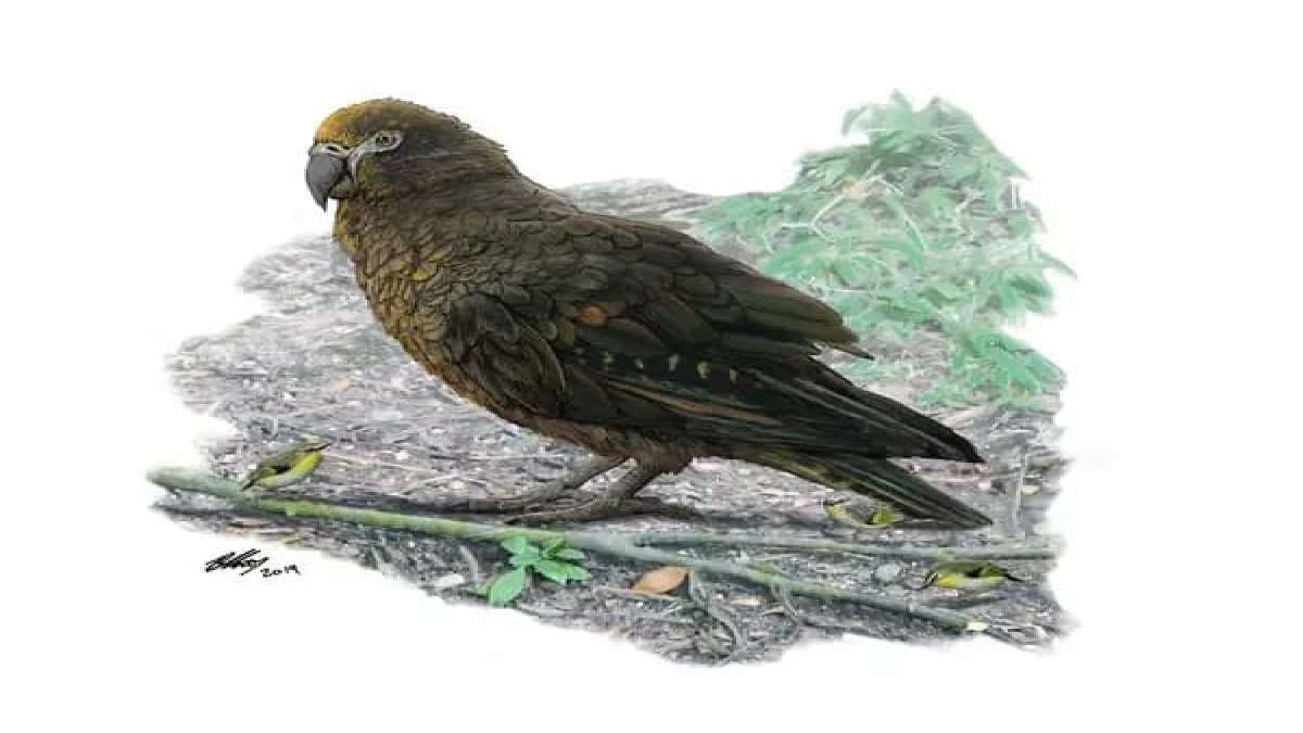 Fossils Of A 19 Million-Year-Old Cannibal Parrot 'Squawkzilla' Found In ...
