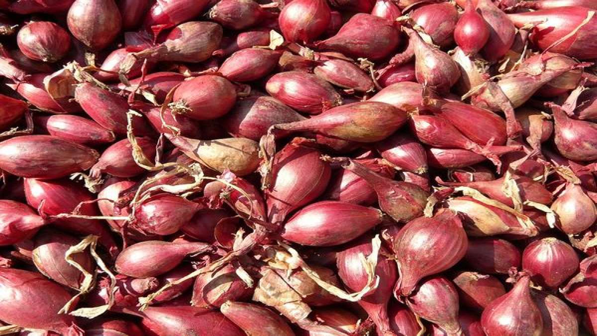 7 Fascinating Health Benefits Of Shallots, Nutrition And Vegan Recipes ...