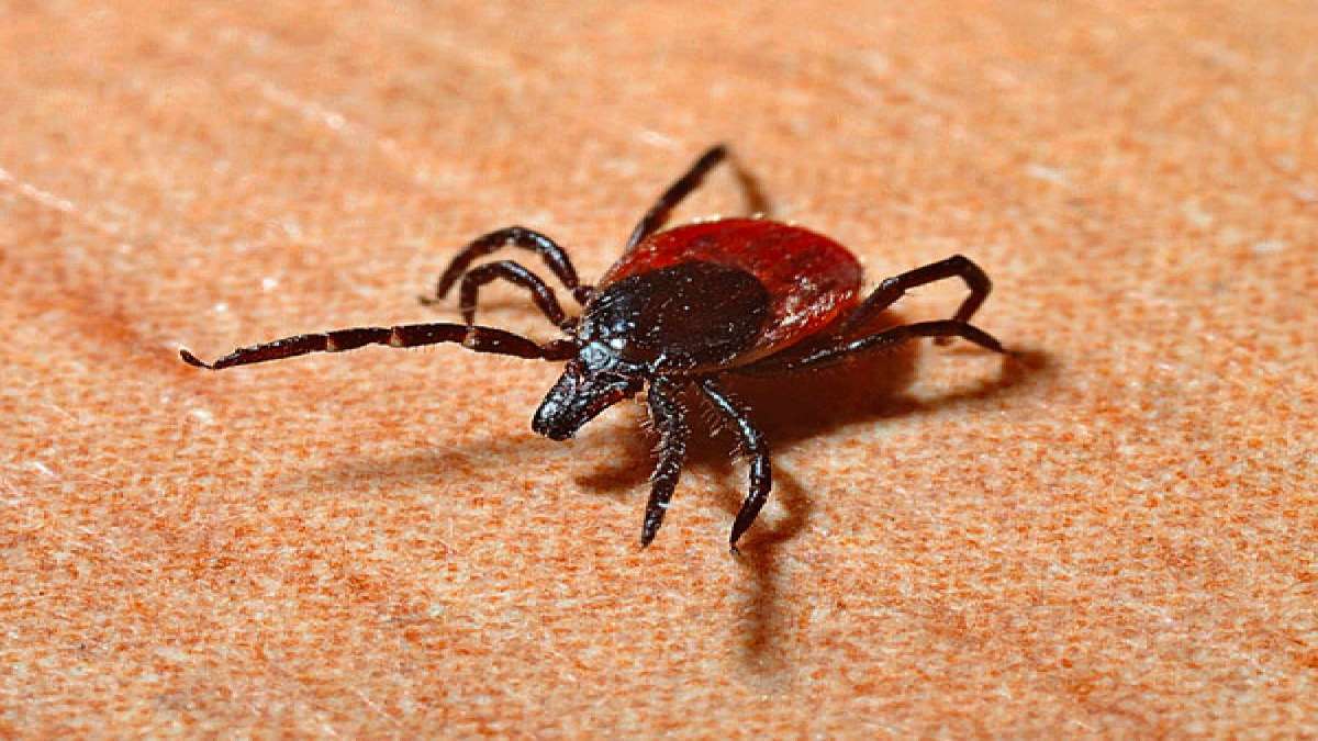 17 Tick-borne Diseases You Should Be Aware Of - Boldsky.com