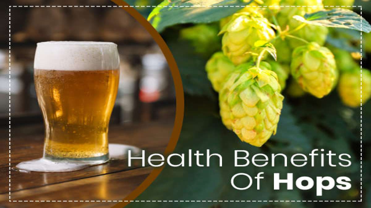 19 Amazing Health Benefits Of Hops - Boldsky.com