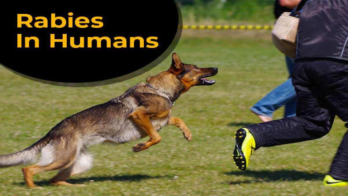 Rabies In Humans: Causes, Symptoms, Risk Factors, Treatment And ...