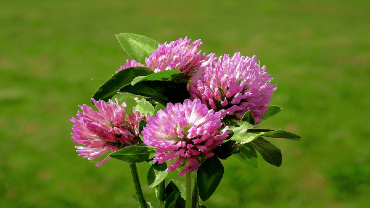 Red Clover: Health Benefits, Side Effects And How To Consume - Boldsky.com