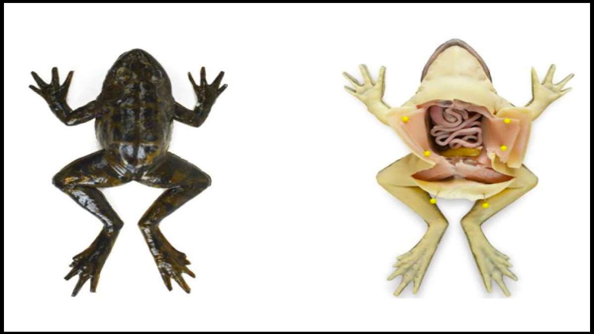 Artificial Frogs For Dissection? Ask Medical Students In Florida ...