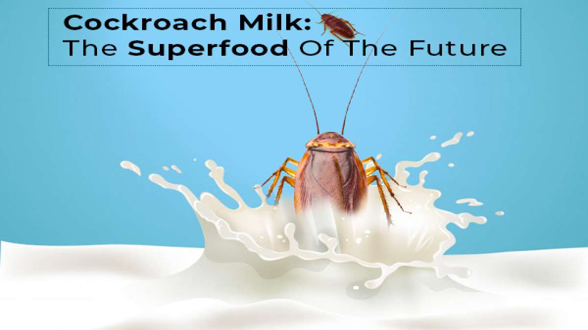 Cockroach Milk: The Superfood Of The Future - Boldsky.com