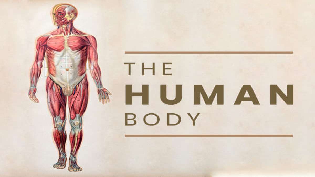 The Human Body: Know About Anatomy, Facts And Chemical Composition ...