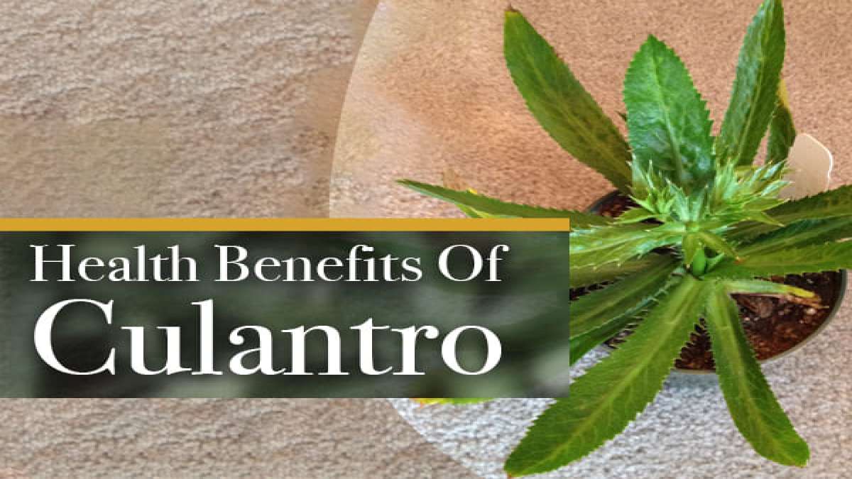 What Is Culantro? Health Benefits, Side Effects And Recipes - Boldsky.com