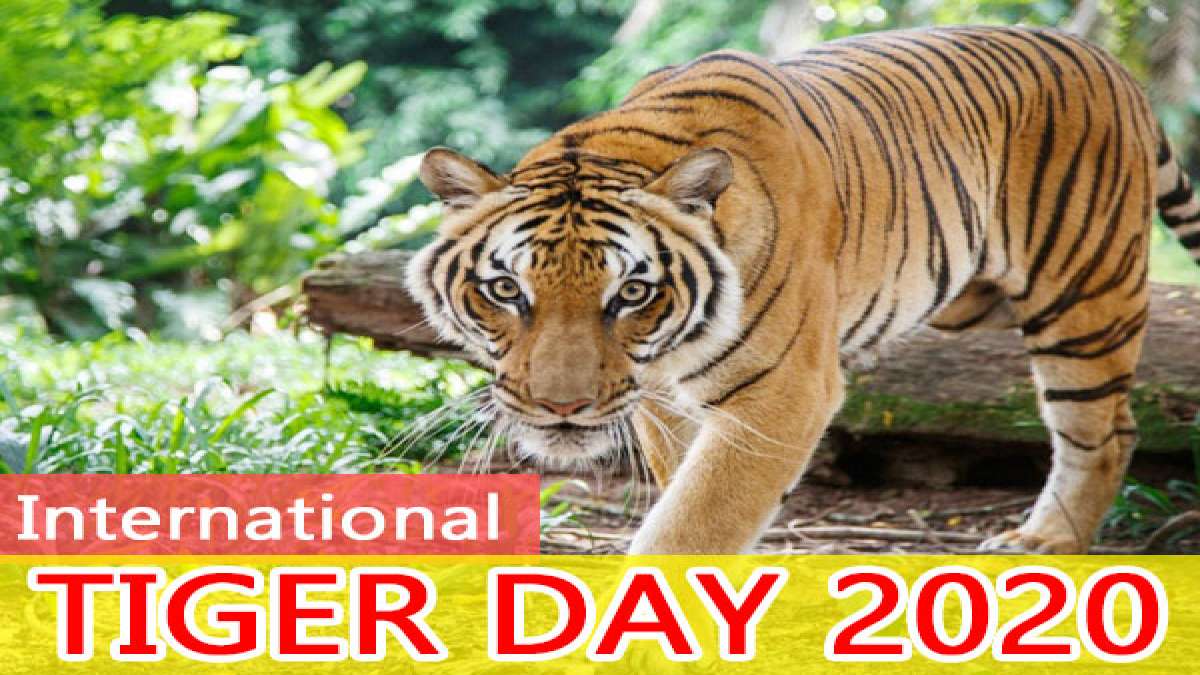 International Tiger Day 2020: Some Lesser Known And Interesting Facts ...