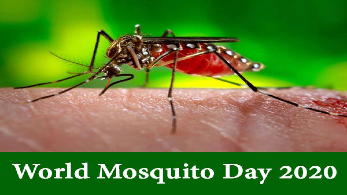 World Mosquito Day 2020: History, Significance And Facts About ...