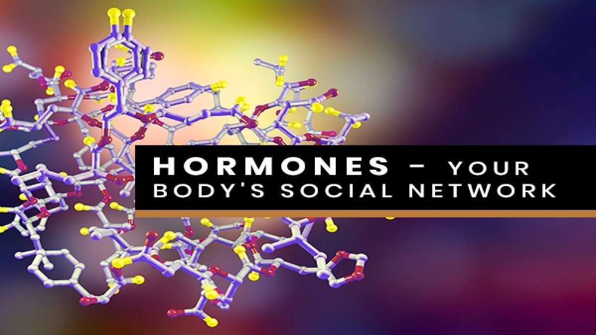 Hormones And Your Body: The Importance Of Your Body’s Networking System ...