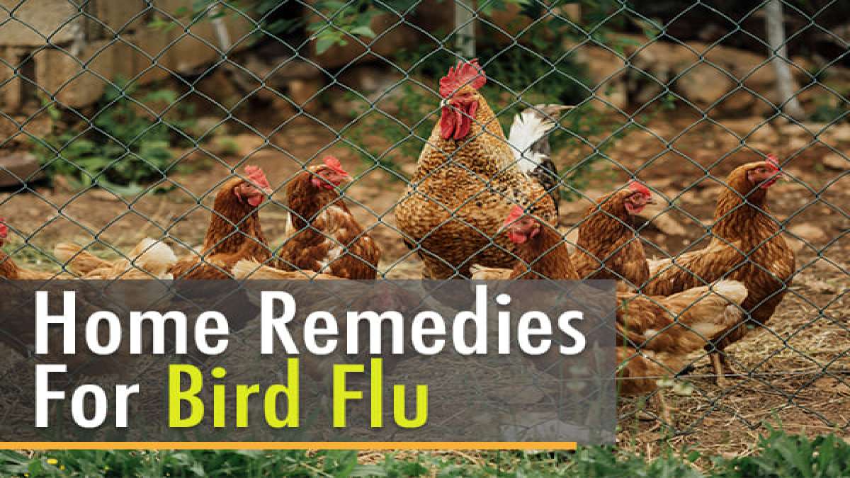 12 Herbal Home Remedies To Fight Bird Flu Or Avian Influenza - Boldsky.com