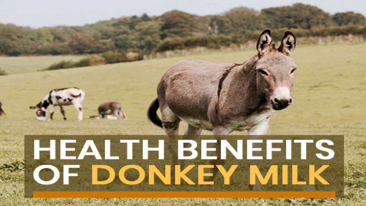 World Milk Day 2021: Evidence-Based Health Benefits Of Donkey Milk ...