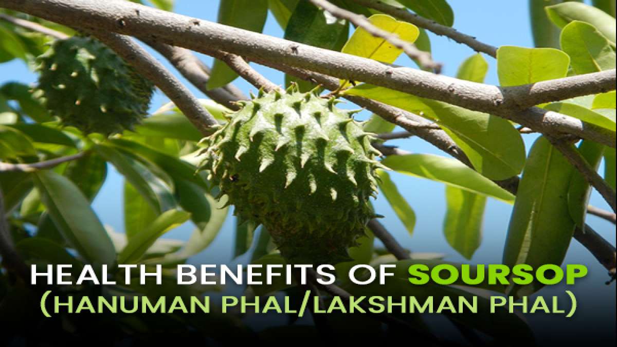 12 Evidence-Based Health Benefits Of Soursop (Hanuman Phal/Lakshman ...