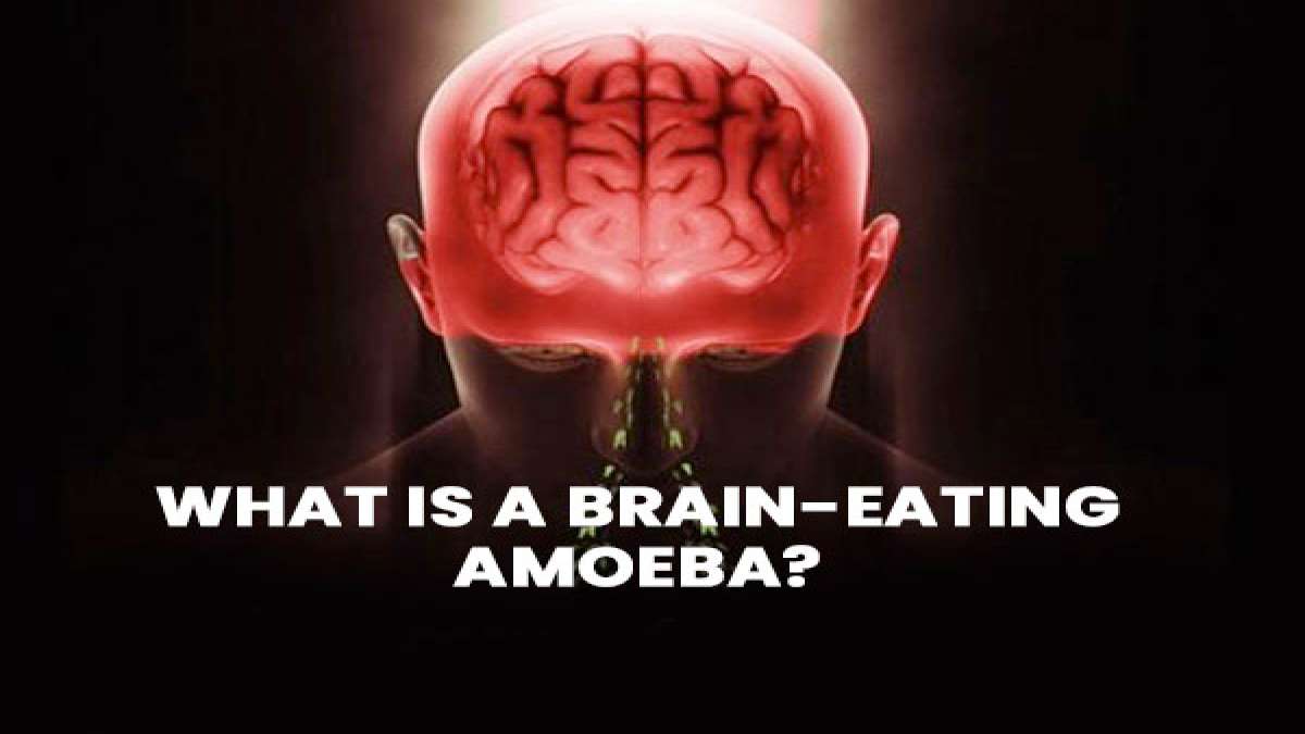 All You Need To Know About A Deadly Brain-Eating Amoeba: Causes ...
