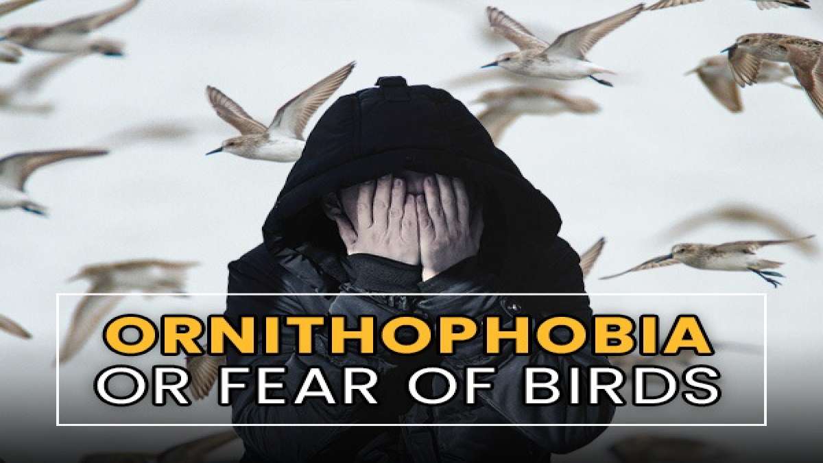 Ornithophobia Or Fear of Birds: Causes, Symptoms, Diagnosis, Treatments ...