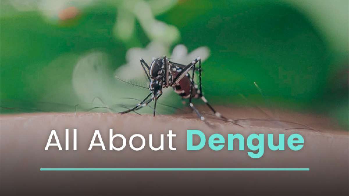 Dengue 101: Types, Causes, Symptoms, Complications, Treatments ...