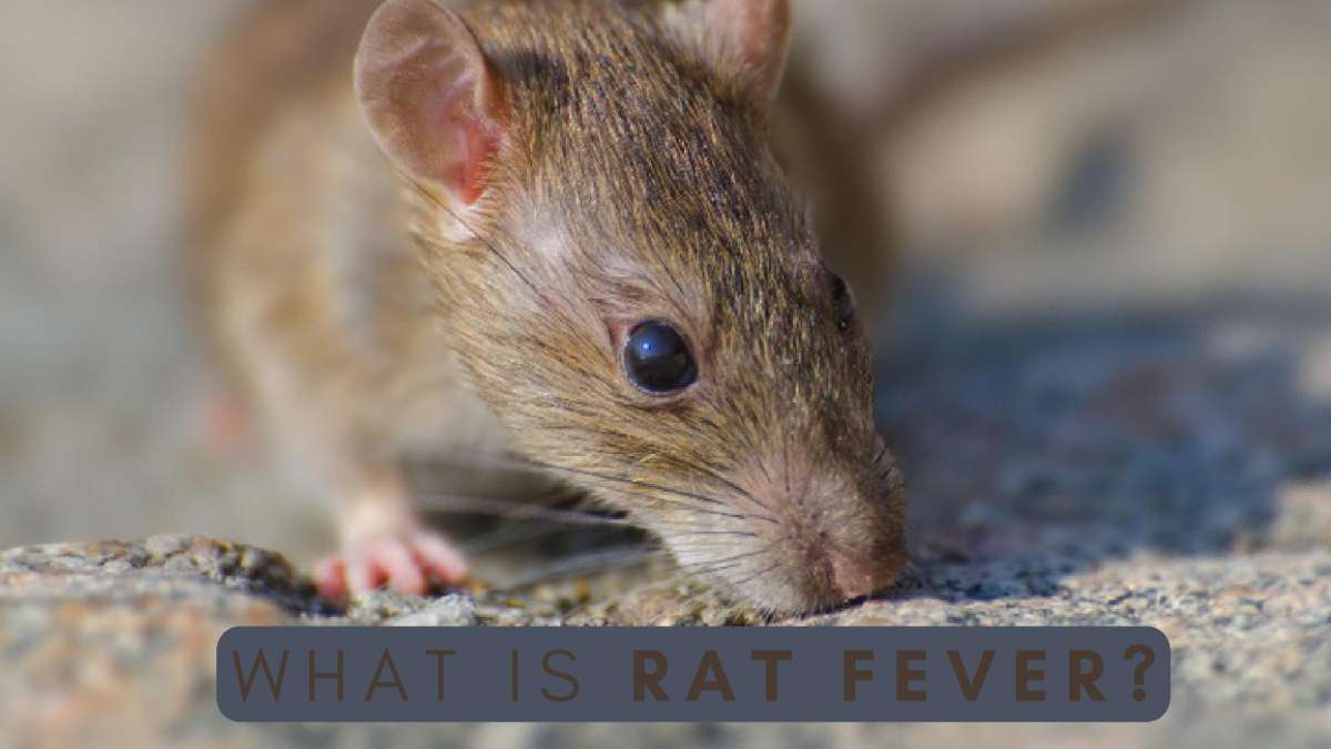 Rat Fever Reported In Karnataka: Know About The Causes, Symptoms ...
