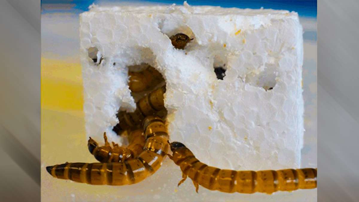 Australian Scientists Discover Superworms That Digest Styrofoam ...