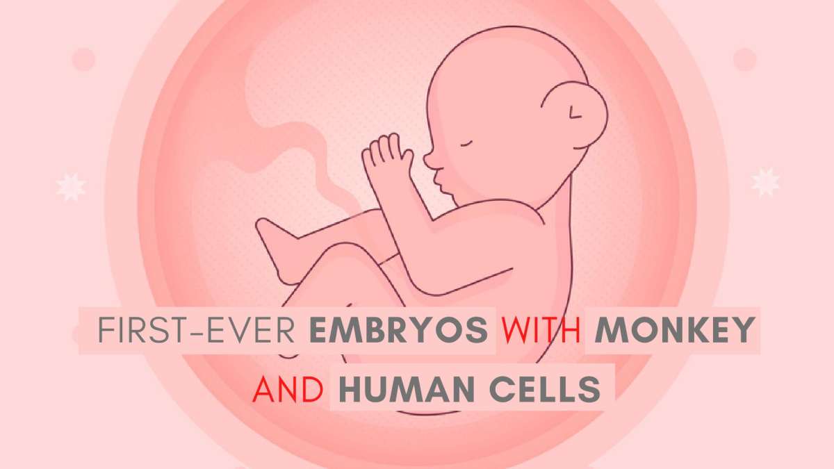 First-Ever Embryos With Monkey And Human Cells; Scientists Divided Over ...