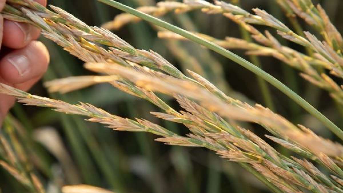 Health And Environmental Benefits Of Kernza, A Super Grain Of The ...