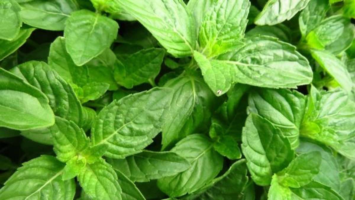 Therapeutic Benefits Of Tulsi And Recipes - Boldsky.com