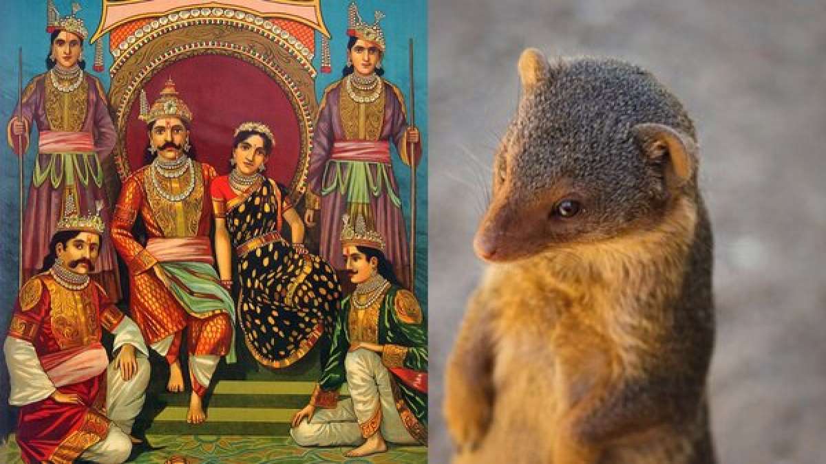 How The Pandava Prince Yudhishthira Was Humbled By A Small Mongoose ...