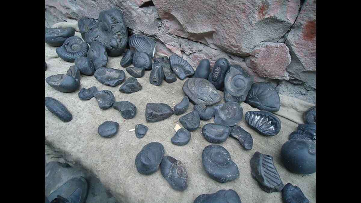 Shaligram: Puja Rituals, Benefits, And Types Most Commonly Found ...