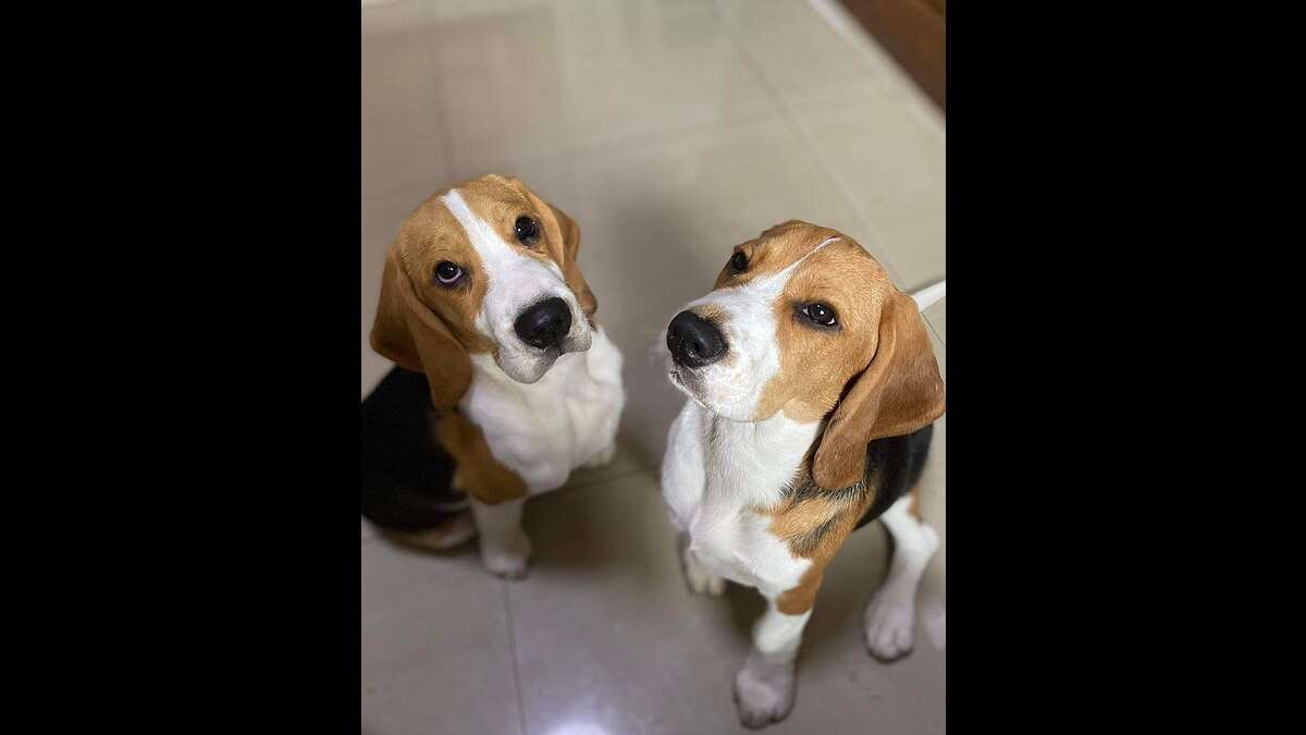 Chanakya Niti: The Life Lessons To Be Learnt From A Dog - Boldsky.com