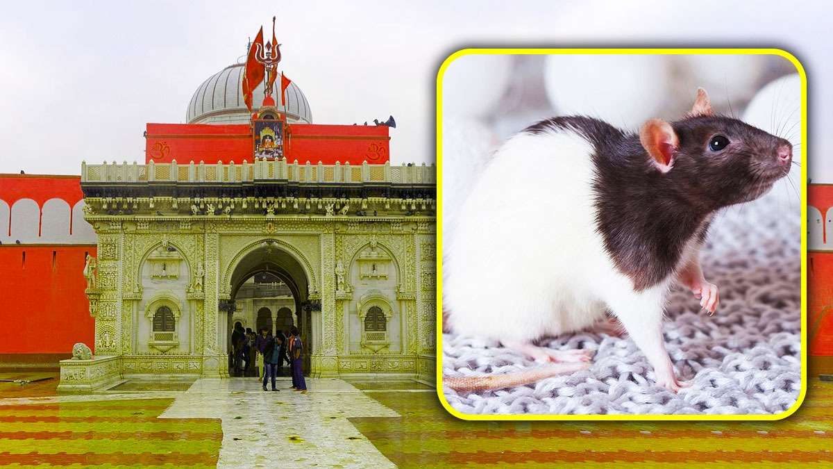 Karni Mata Temple: A Temple Where 25000 Rats Live And Accept Prasad From Devotees - Boldsky.com