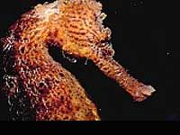 Types Of Nasty Food In The World - Boldsky.com