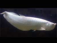 Platinum Arowana The Expensive Aquarium Fish - Boldsky.com
