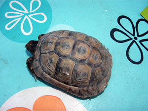 Greek Tortoise – Tips To Care For Your Pet - Boldsky.com