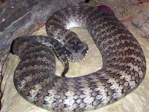 Top 5 World's Most Poisonous Snakes - Boldsky.com