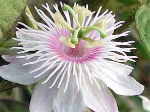 5 Climbing Plants That Flower - Boldsky.com